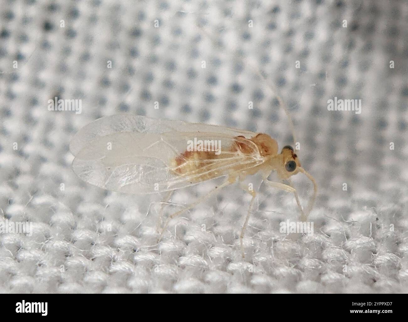 Stenopsocus hi-res stock photography and images - Alamy