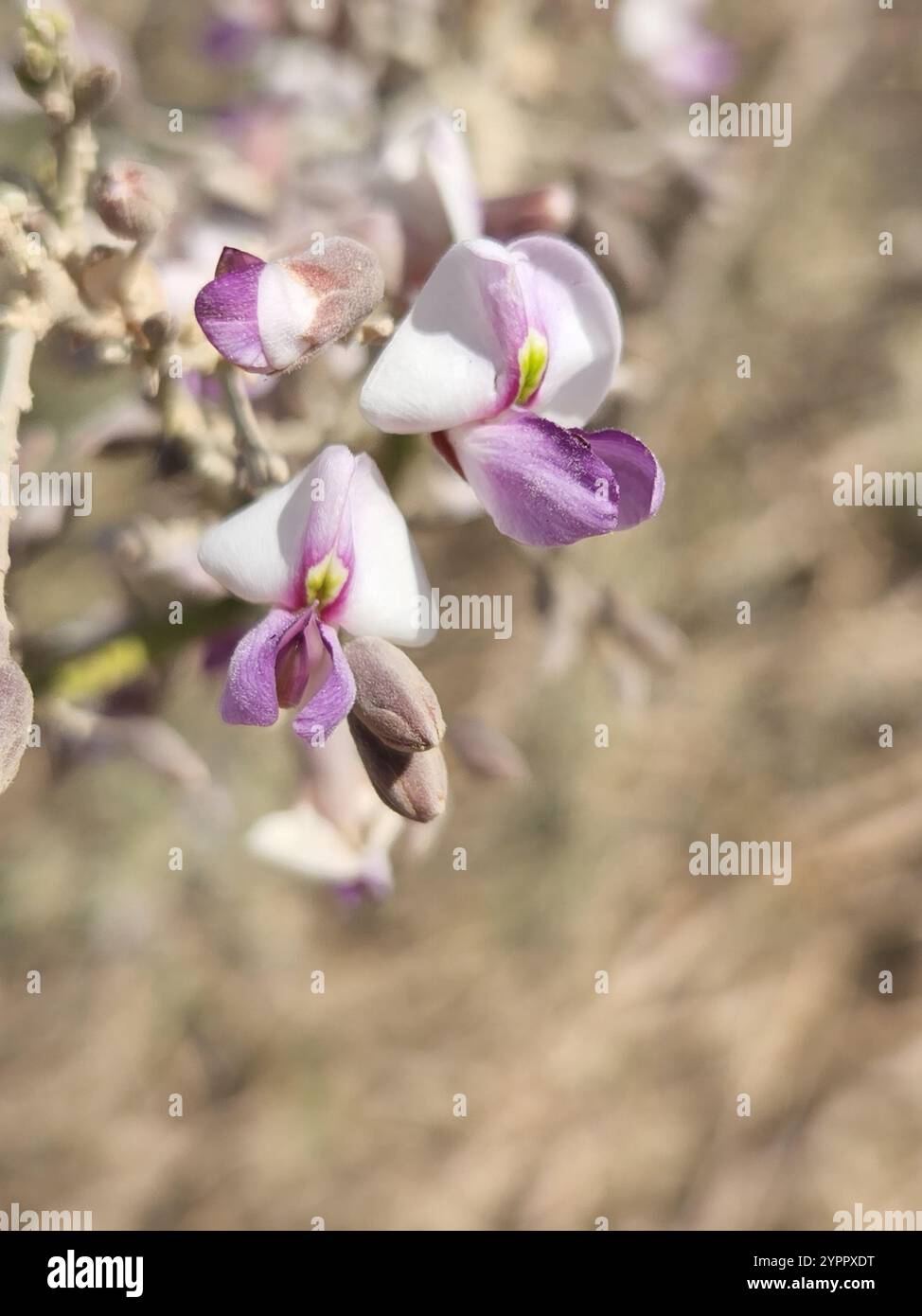 desert ironwood (Olneya tesota Stock Photo - Alamy