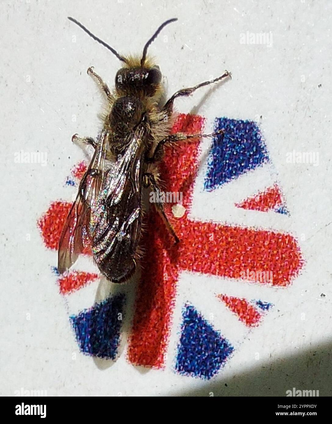 Scissor Bees (Chelostoma Stock Photo - Alamy