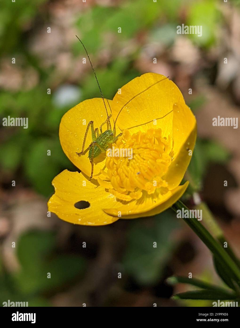 Common Saw Bush-cricket (Barbitistes serricauda Stock Photo - Alamy