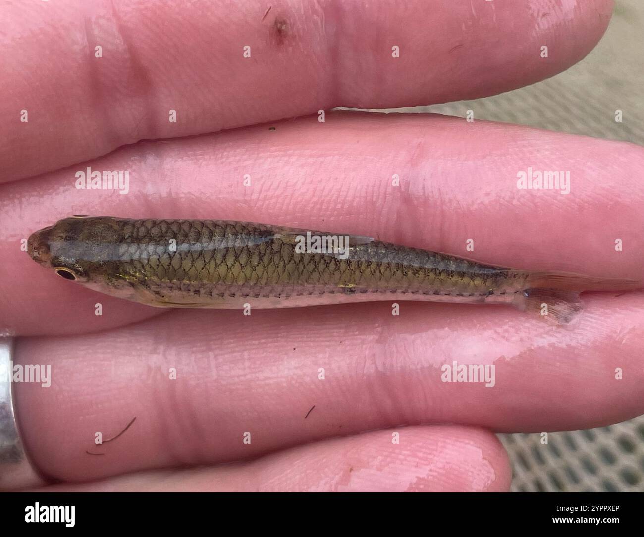 Sand Shiner (Miniellus stramineus Stock Photo - Alamy