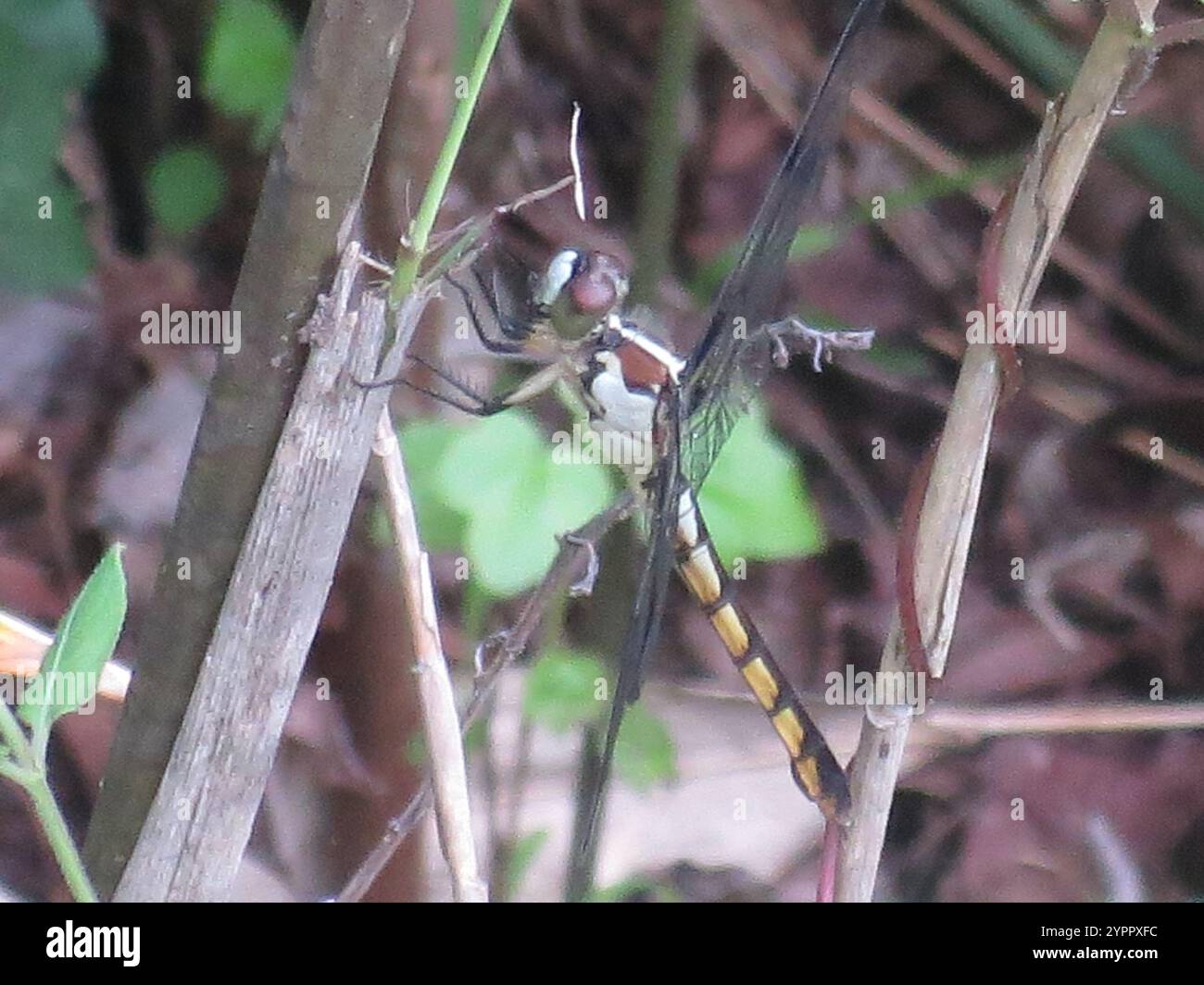 Great Blue Skimmer (Libellula vibrans Stock Photo - Alamy