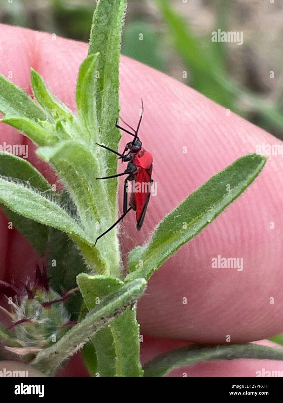 Mountain Laurel Scarlet Mirid (Lopidea major Stock Photo - Alamy