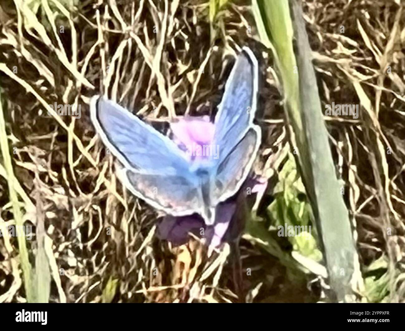 Acmon Blue (Icaricia acmon Stock Photo - Alamy