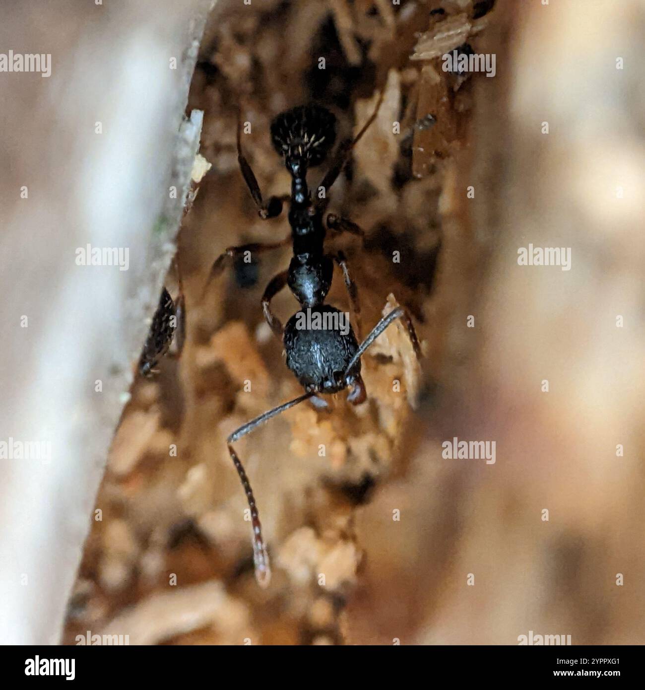 Aphaenogaster picea hi-res stock photography and images - Alamy