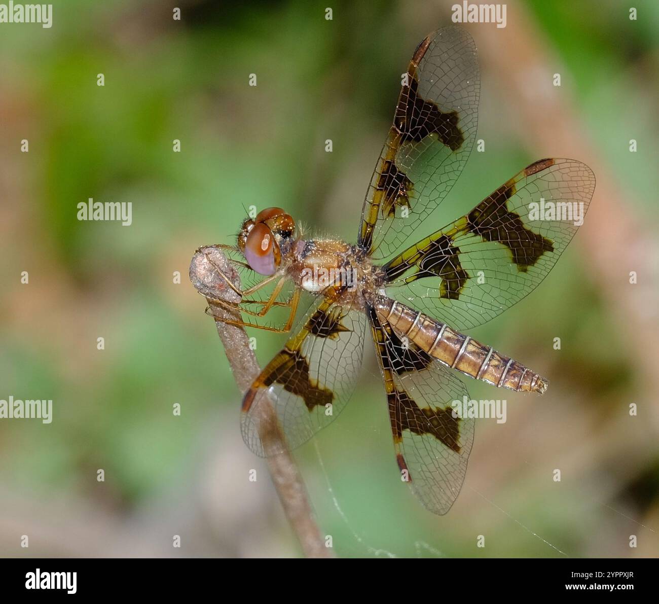 Eastern Amberwing (Perithemis tenera Stock Photo - Alamy
