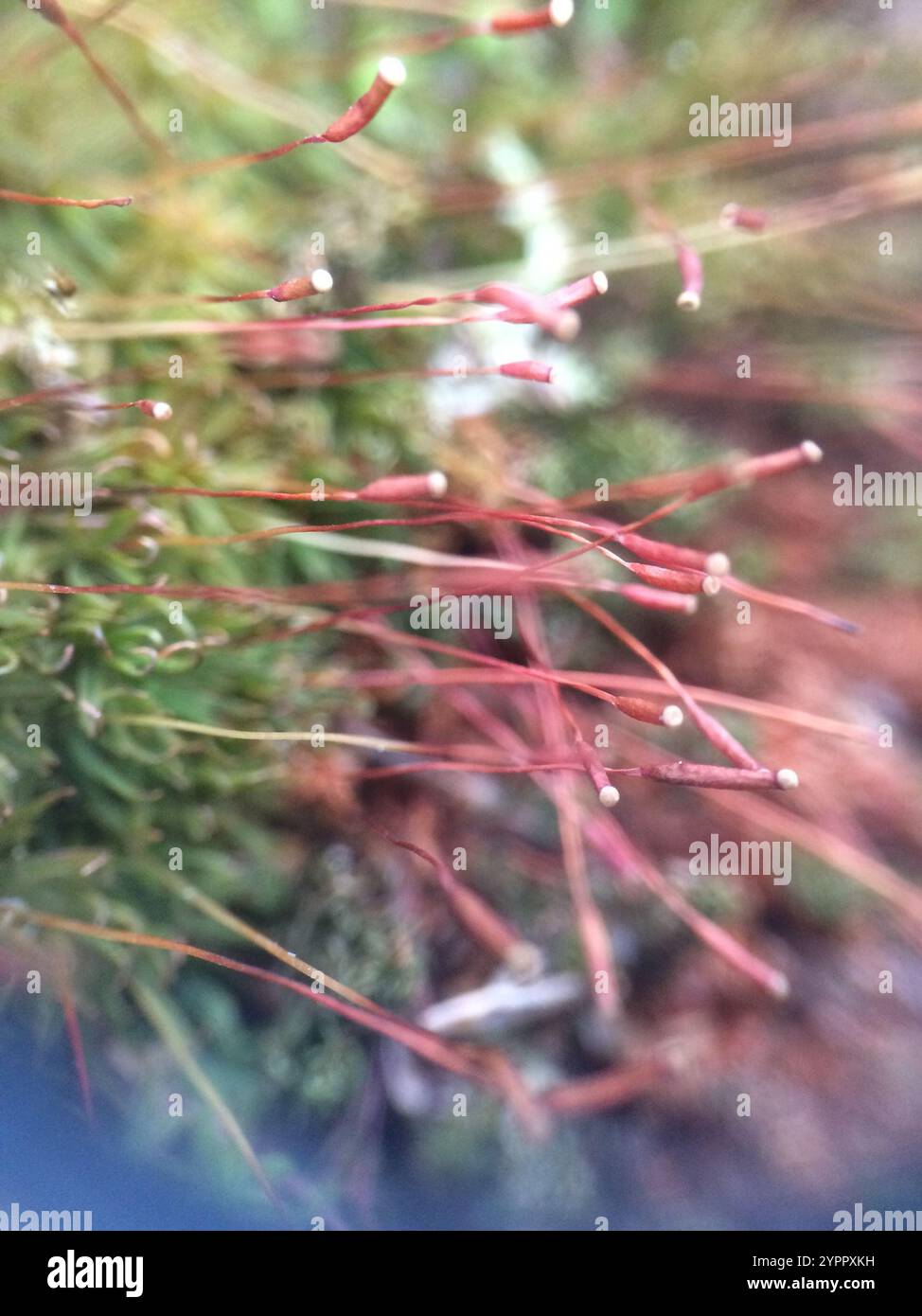 lesser smoothcap (Atrichum angustatum Stock Photo - Alamy