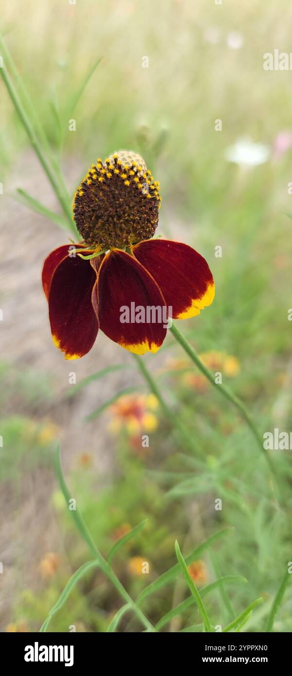 upright prairie coneflower (Ratibida columnifera Stock Photo - Alamy
