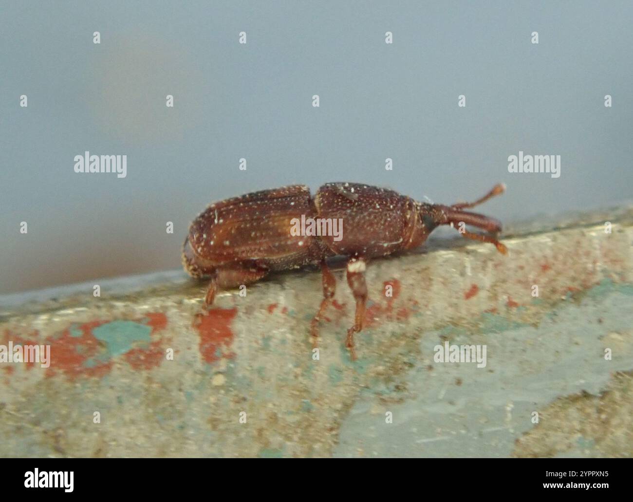 Grain Weevils (Sitophilus Stock Photo - Alamy