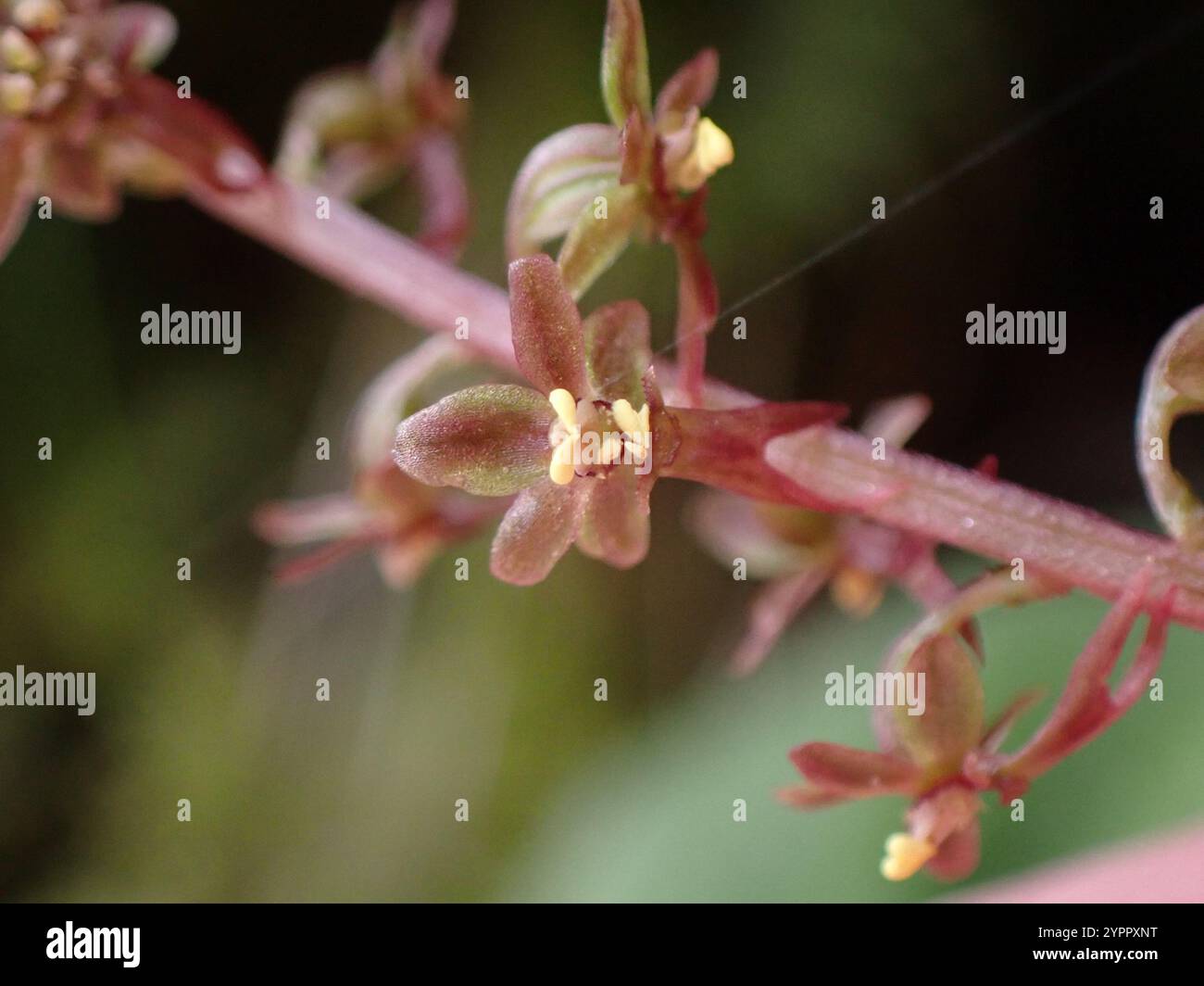 Heartleaf Twayblade (Neottia cordata Stock Photo - Alamy