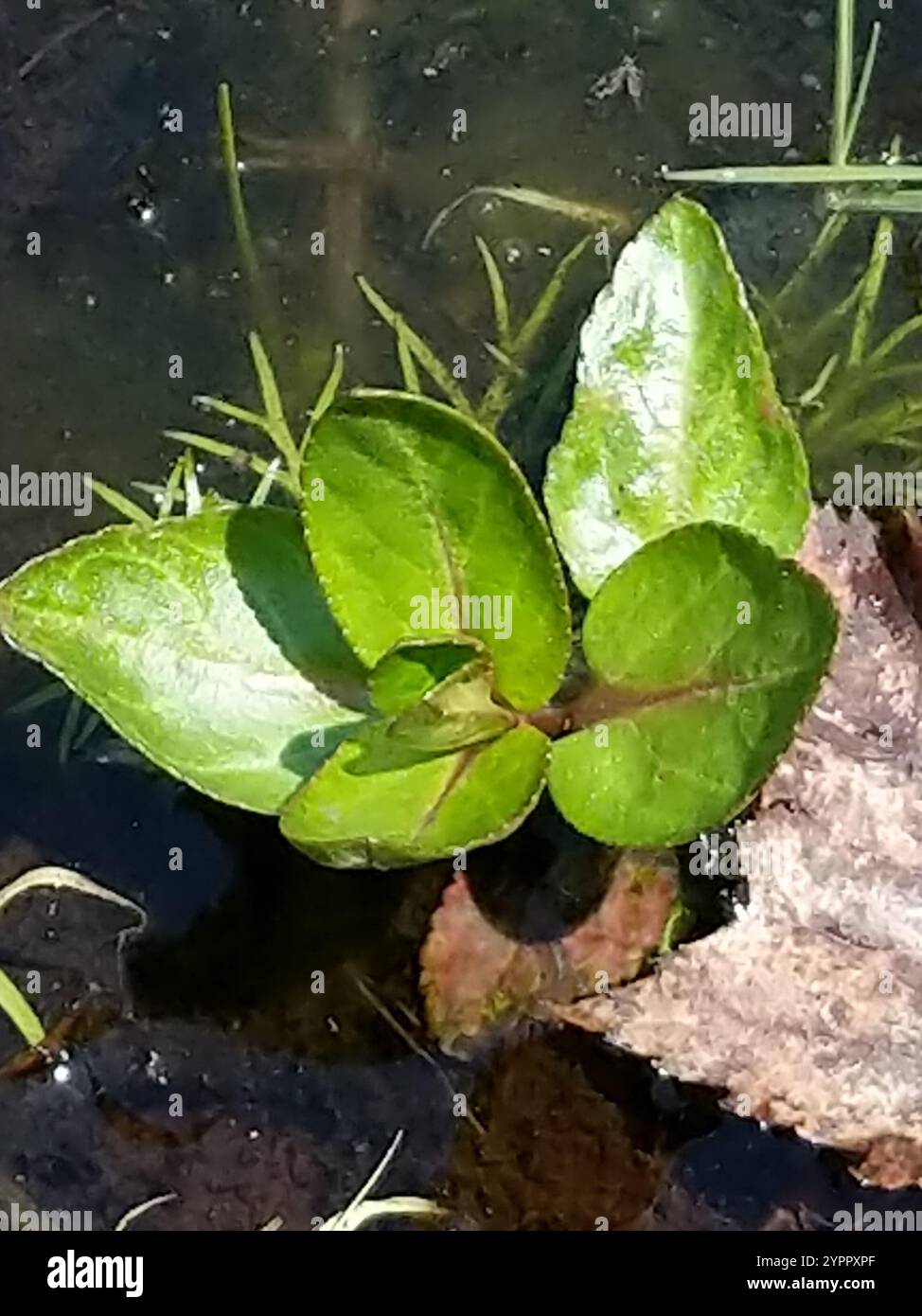 American brooklime hi-res stock photography and images - Alamy
