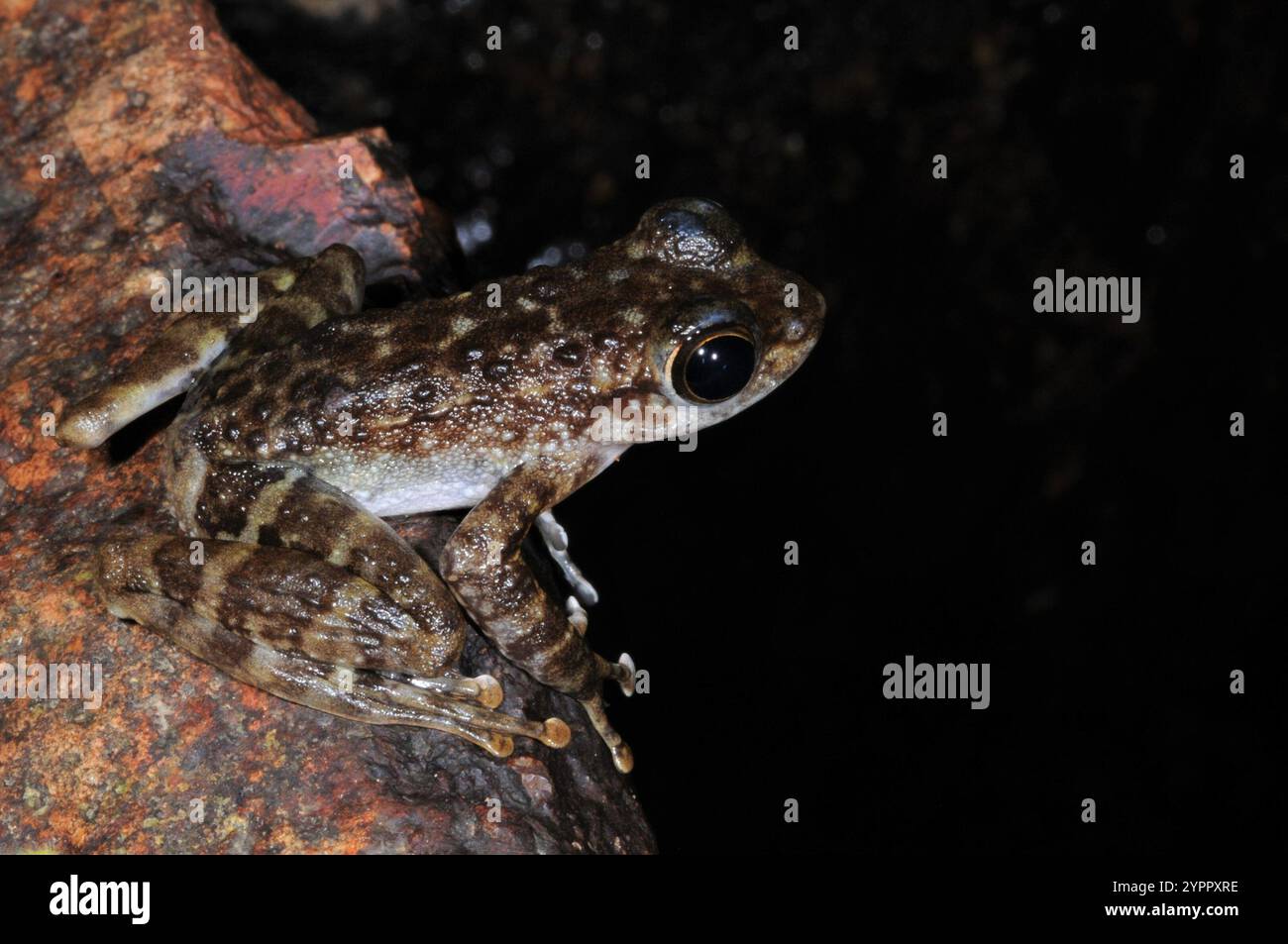 Torrent frog hi-res stock photography and images - Alamy
