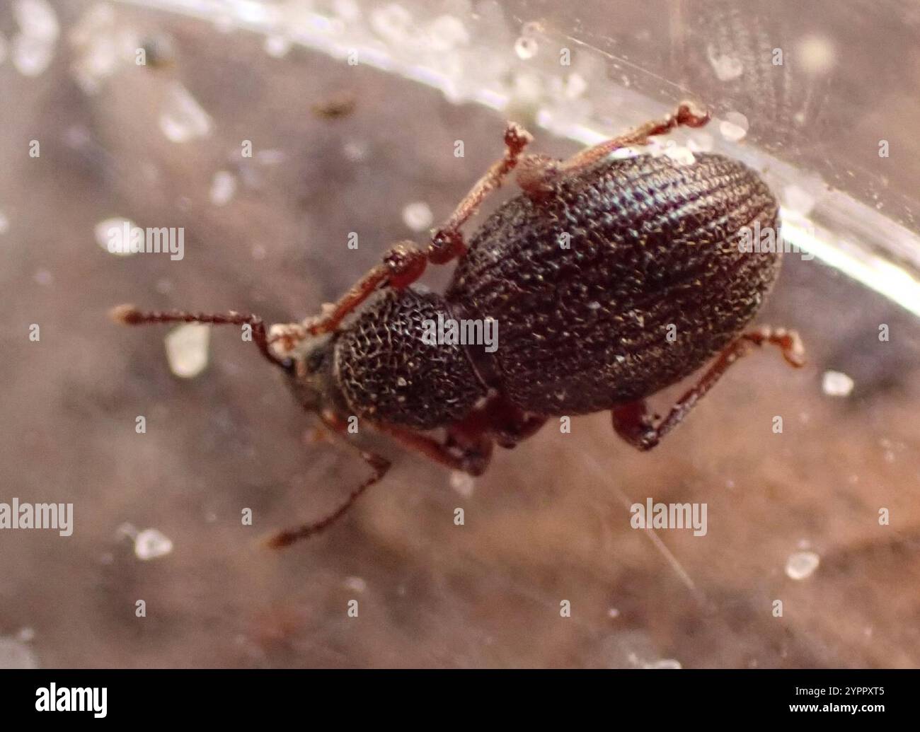 Strawberry Root Weevil (Otiorhynchus ovatus Stock Photo - Alamy