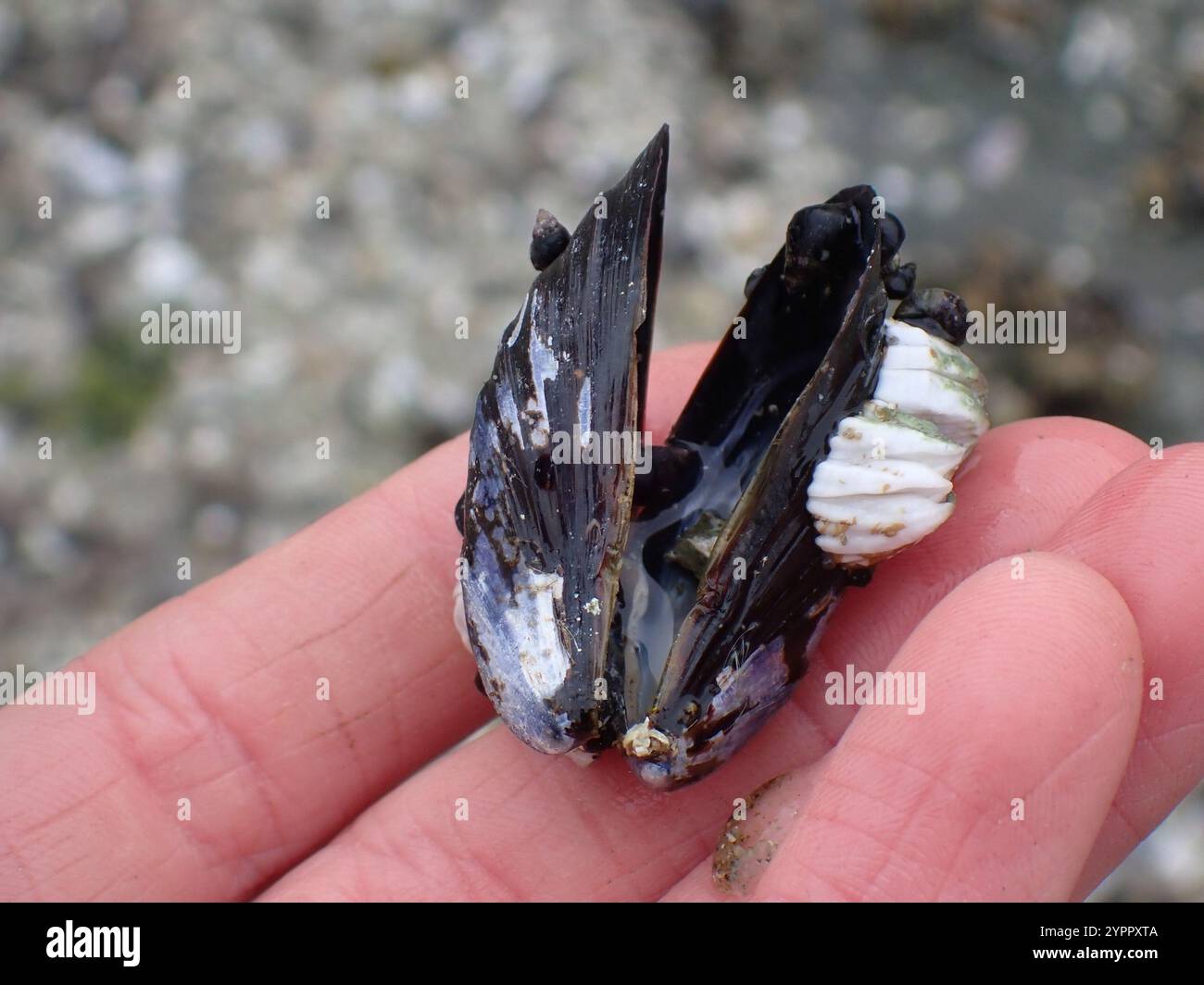 Blue Mussel Complex (Mytilus edulis Stock Photo - Alamy