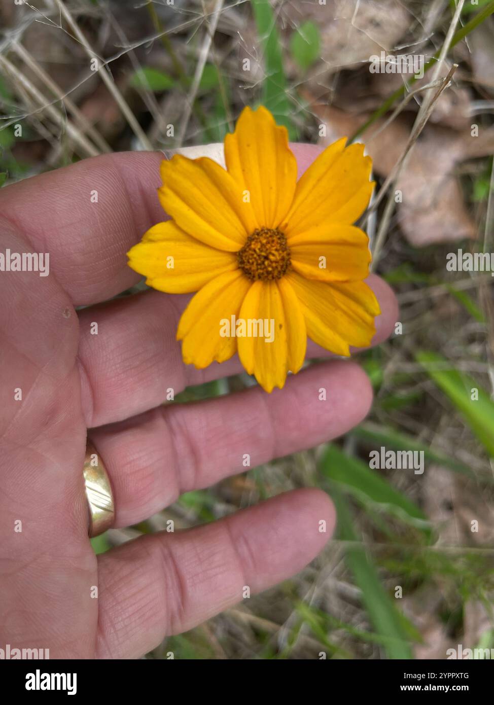 lobed coreopsis (Coreopsis auriculata Stock Photo - Alamy