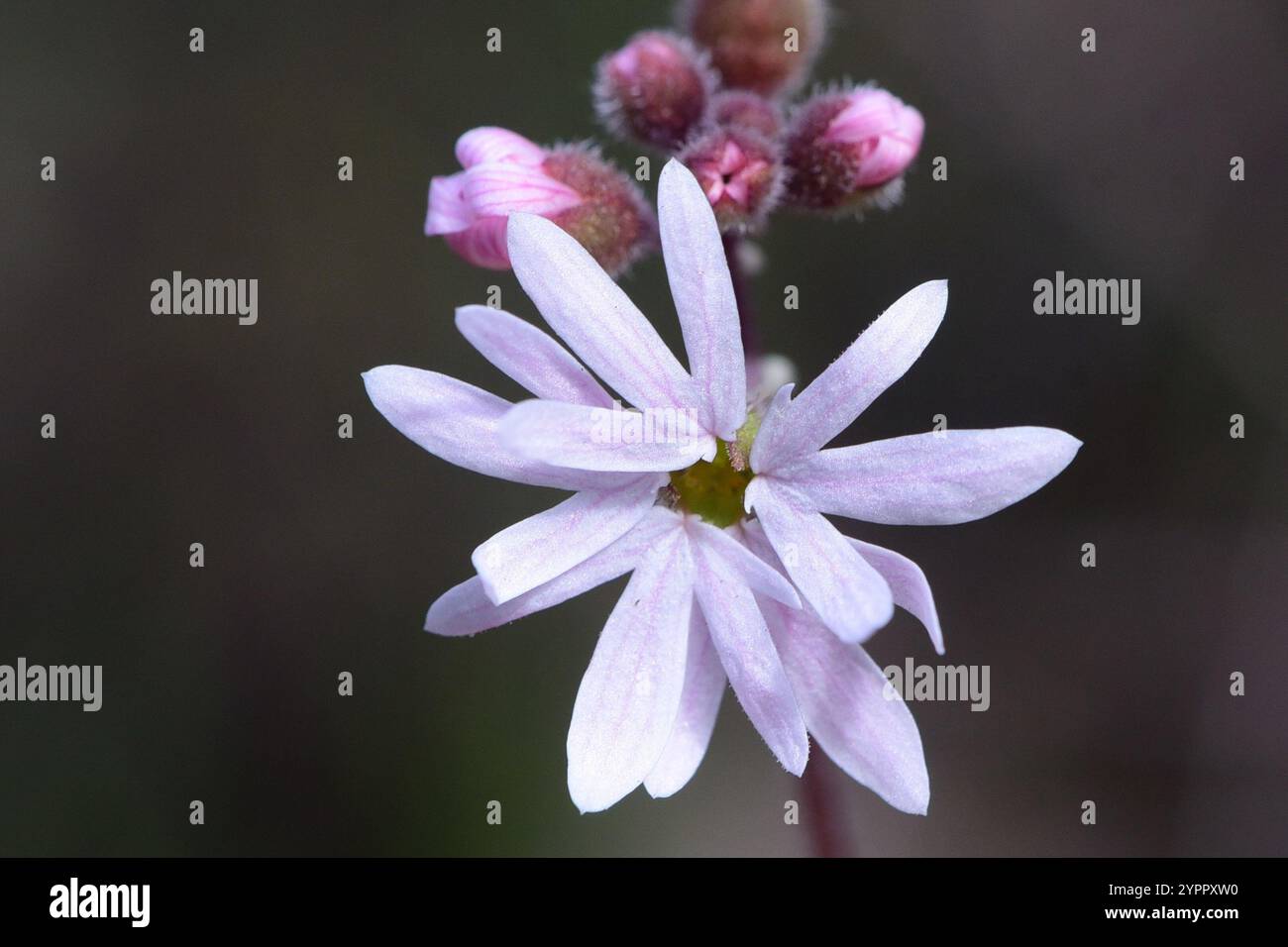 smallflower woodland star (Lithophragma parviflorum Stock Photo - Alamy