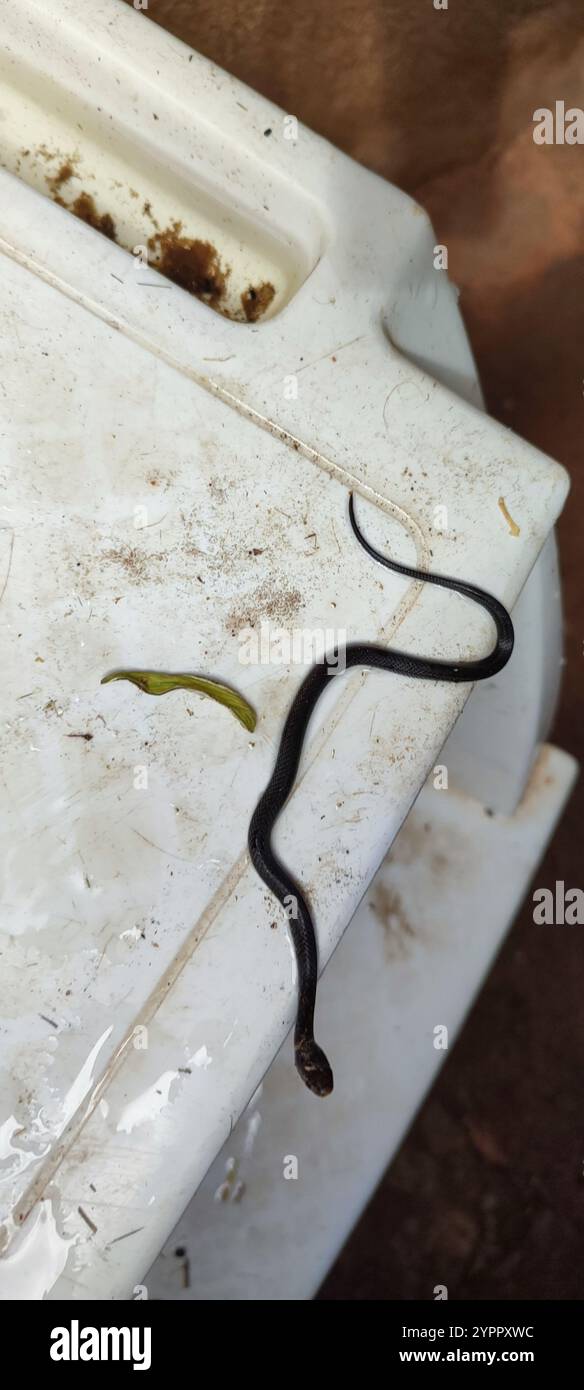 Military Ground Snake (Erythrolamprus miliaris Stock Photo - Alamy