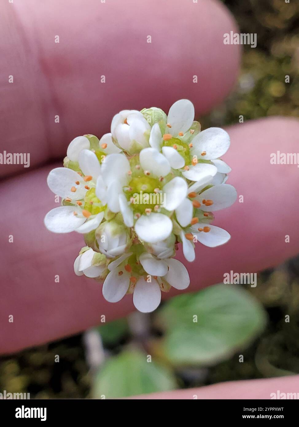 Wholeleaf Saxifrage (Micranthes integrifolia Stock Photo - Alamy