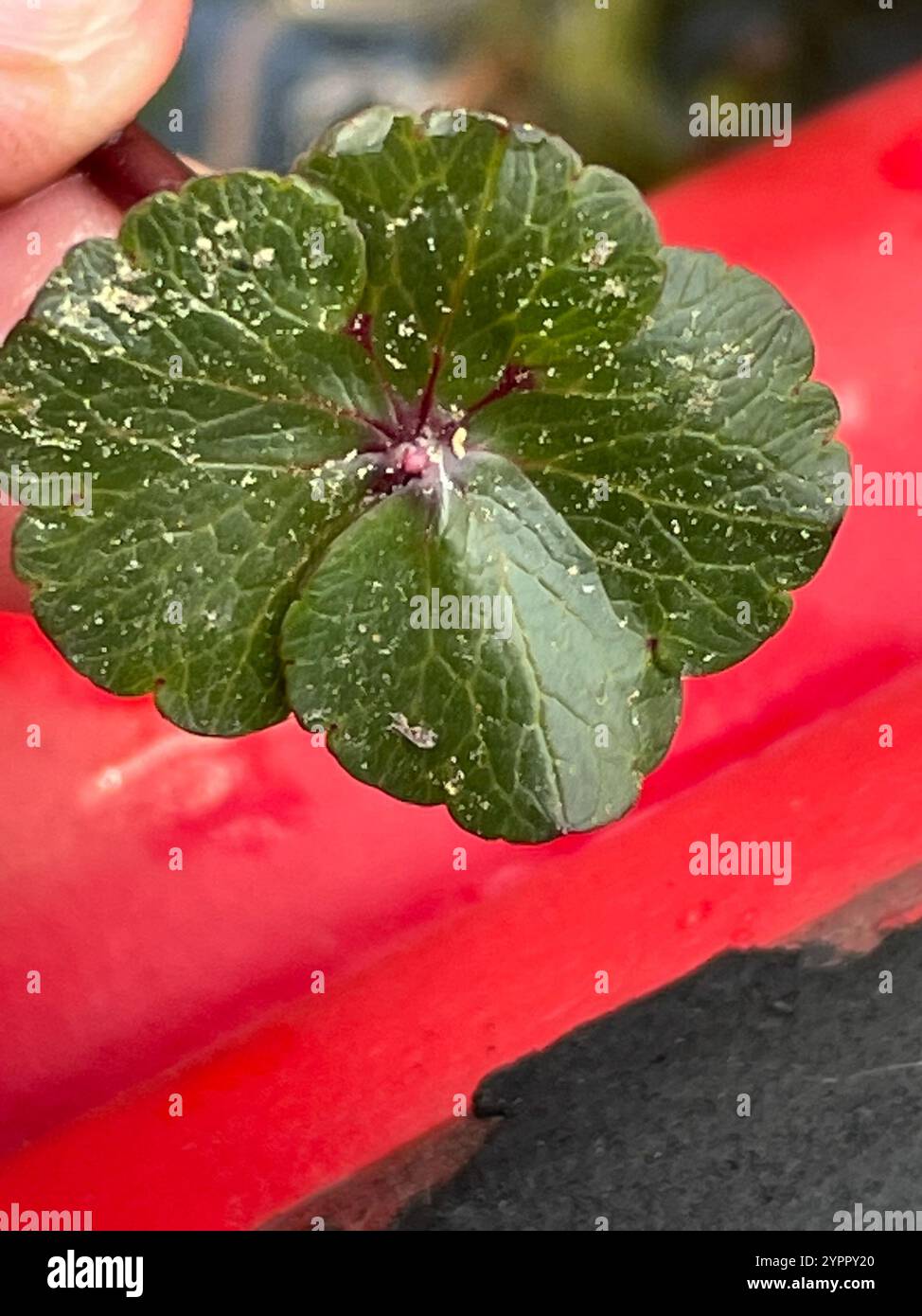 floating marsh pennywort (Hydrocotyle ranunculoides Stock Photo - Alamy
