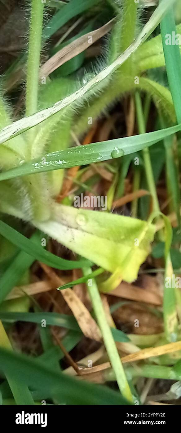 Sticky mouse-ear chickweed (Cerastium glomeratum Stock Photo - Alamy