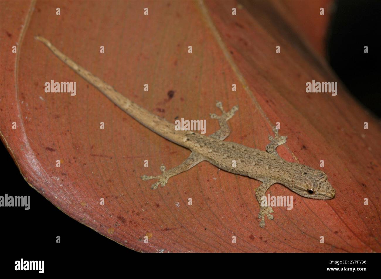 Afro-Neotropical Dwarf Geckos (Lygodactylus Stock Photo - Alamy