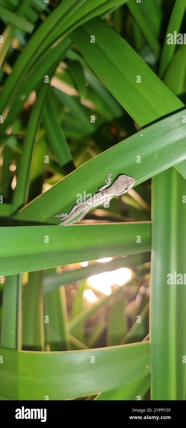 Northern Water Dragon (Tropicagama temporalis Stock Photo - Alamy