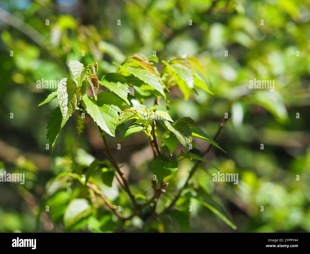 Korean mulberry (Morus indica Stock Photo - Alamy