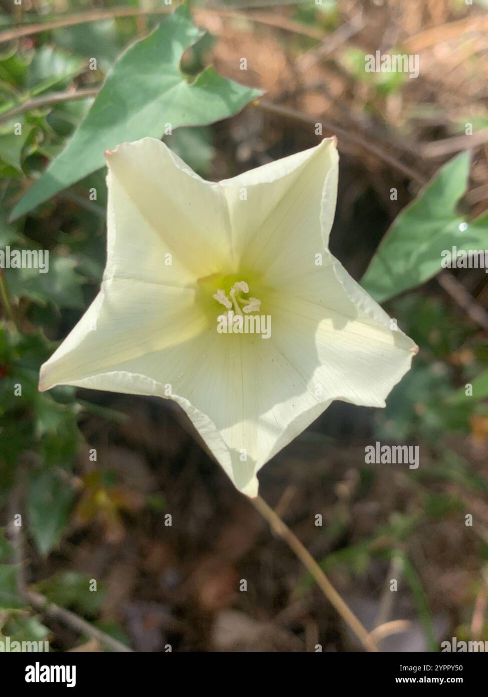 Scammony (Convolvulus scammonia Stock Photo - Alamy