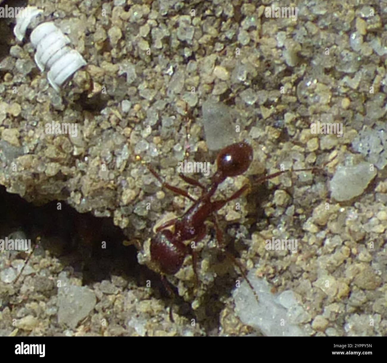 Florida Harvester Ant (Pogonomyrmex badius Stock Photo - Alamy