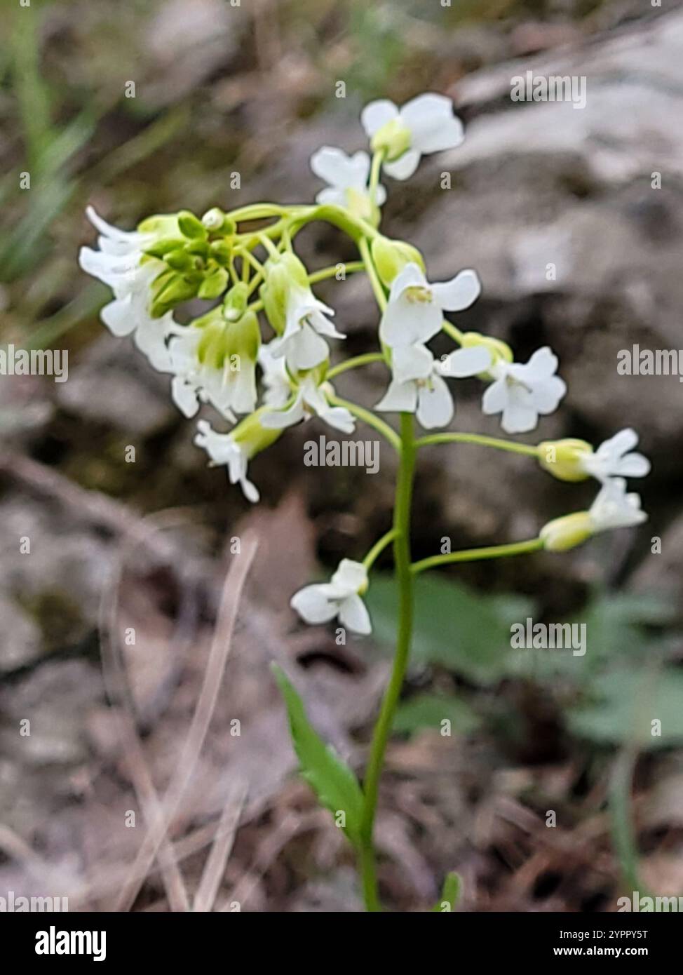 bulbous cress (Cardamine bulbosa Stock Photo - Alamy