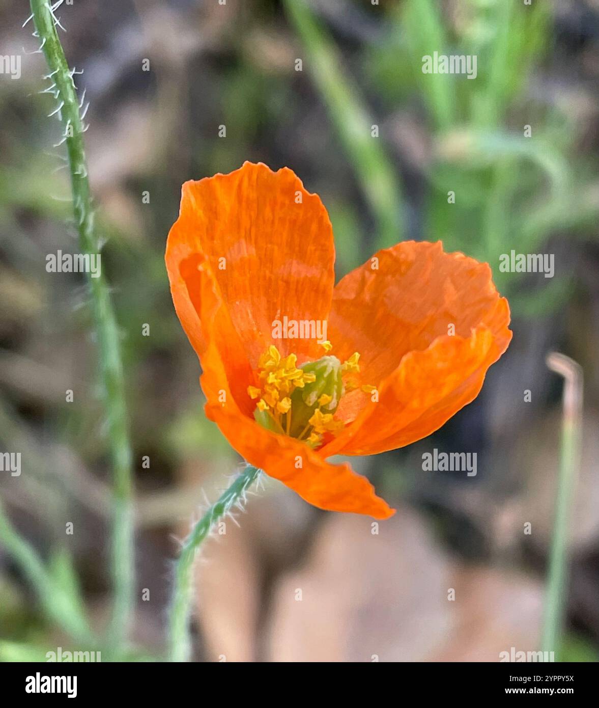 fire poppy (Papaver californicum Stock Photo - Alamy