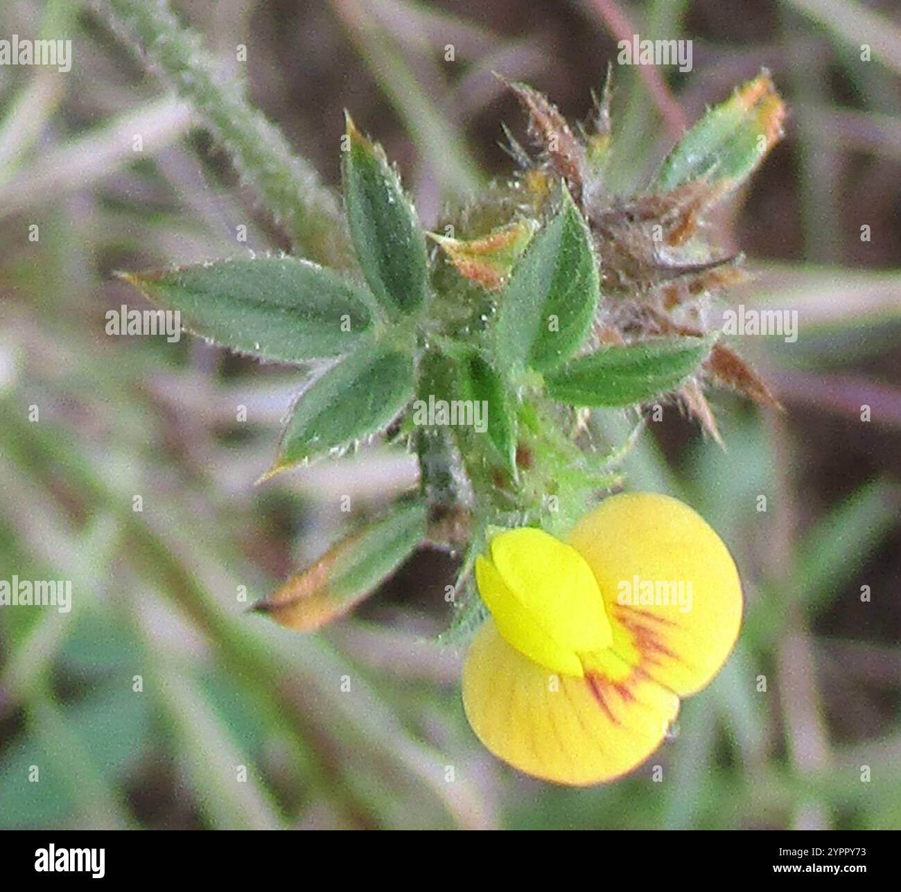 Wild Lucerne (Stylosanthes fruticosa Stock Photo - Alamy