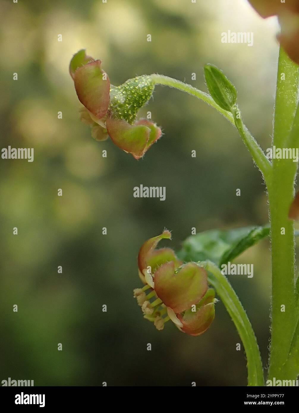 Stink Currant (Ribes bracteosum Stock Photo - Alamy