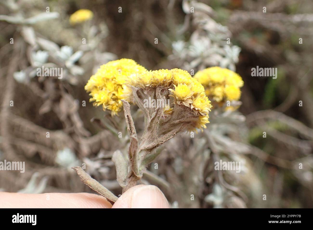 Cape Gold Everlasting (Helichrysum splendidum Stock Photo - Alamy