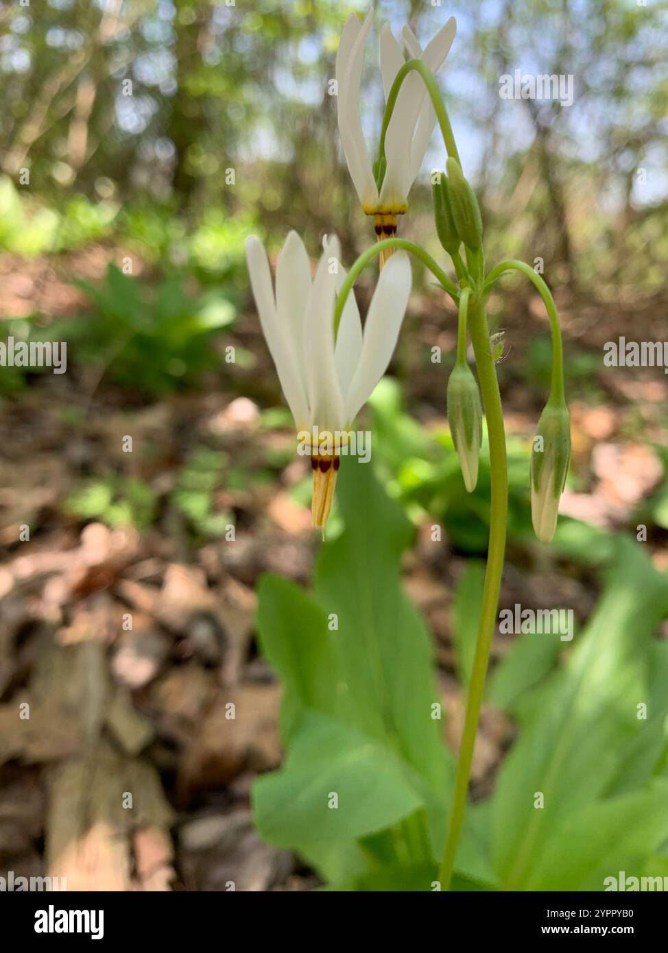 eastern shooting star (Primula meadia Stock Photo - Alamy