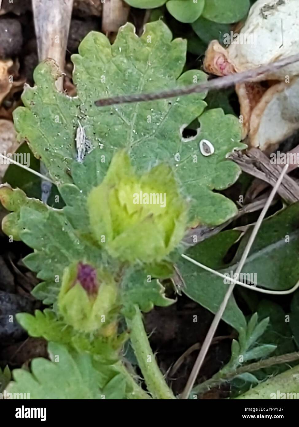 Carolina Bristlemallow (Modiola caroliniana Stock Photo - Alamy