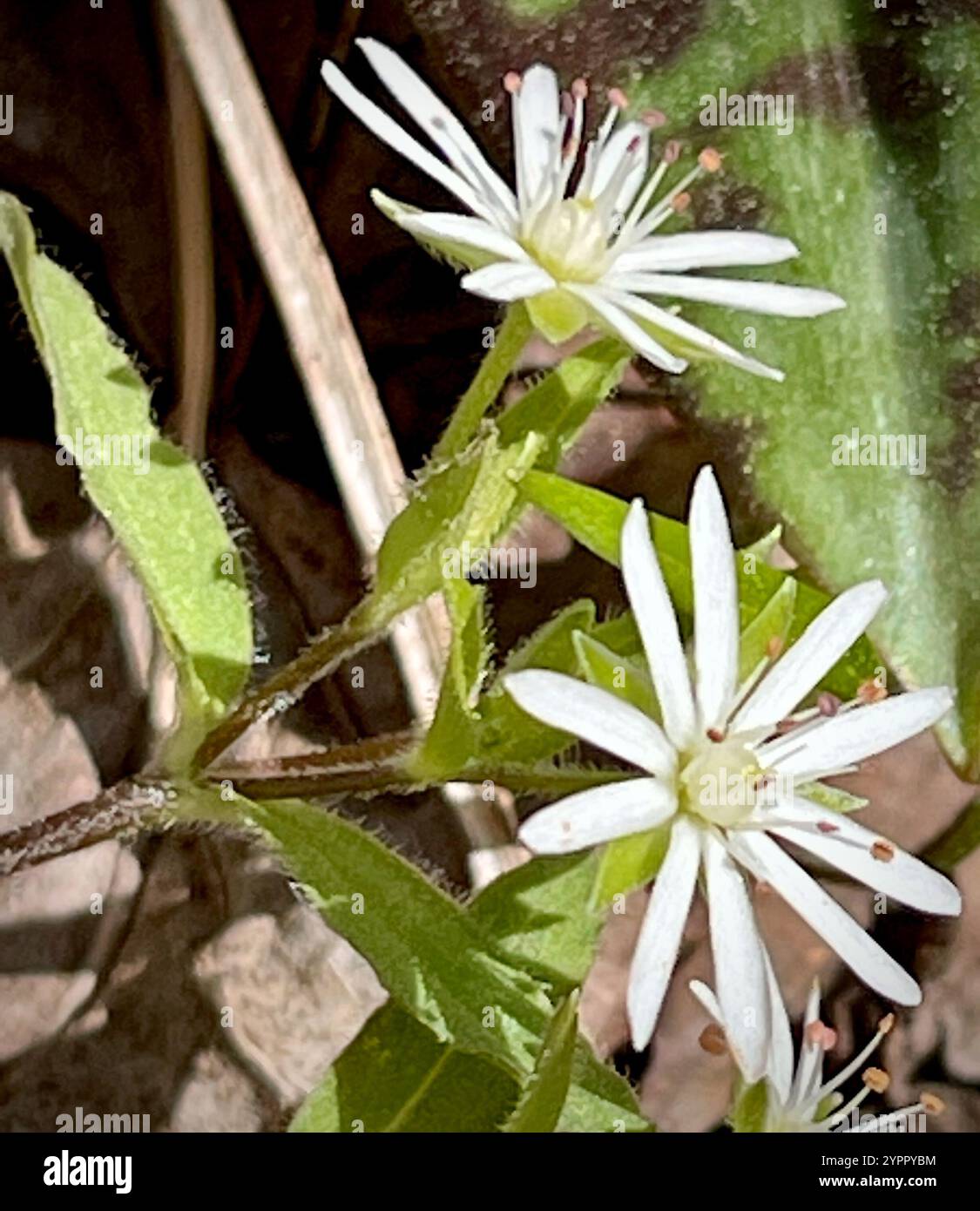 star chickweed (Stellaria pubera Stock Photo - Alamy