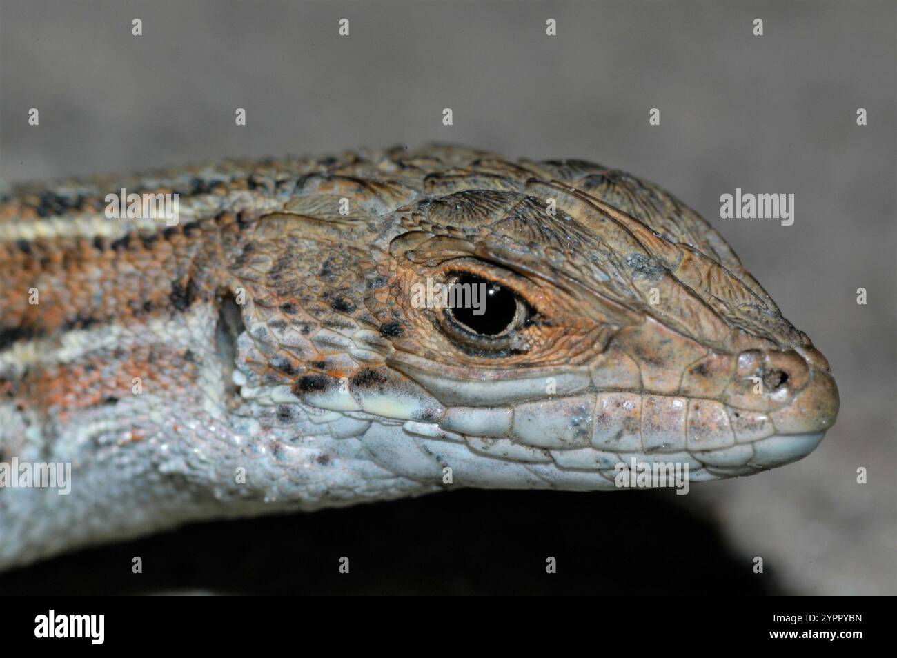 Common Rough-scaled Lizard (Meroles squamulosus Stock Photo - Alamy