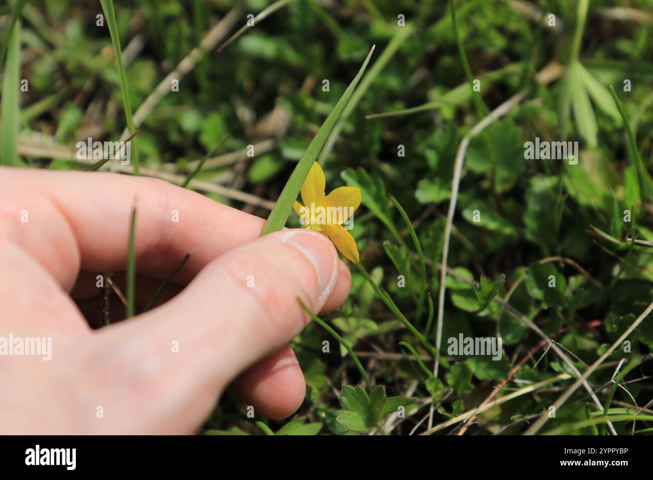 Western Buttercup (Ranunculus occidentalis Stock Photo - Alamy