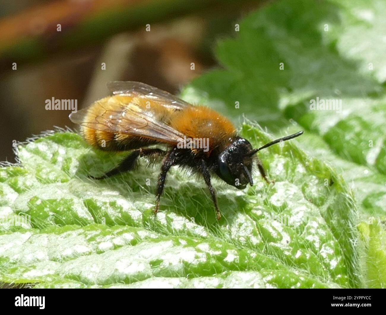 Tawny Mining Bee (Andrena fulva Stock Photo - Alamy