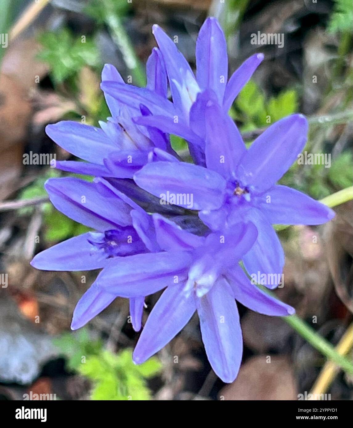 Blue Dicks (Dipterostemon capitatus Stock Photo - Alamy