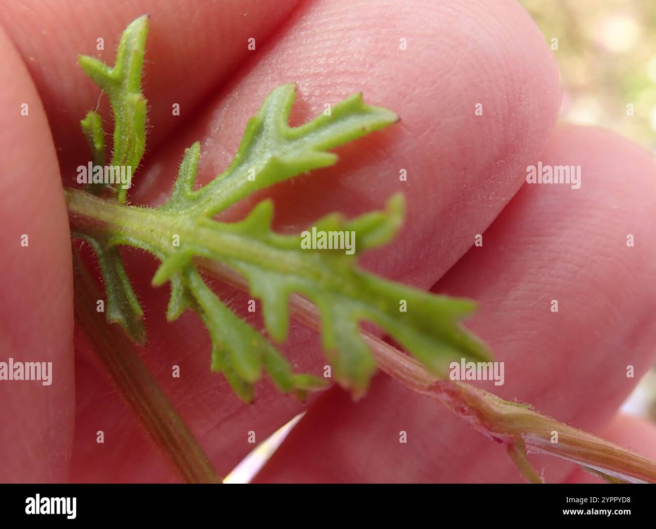 Sandveld Ragwort (Senecio arenarius Stock Photo - Alamy