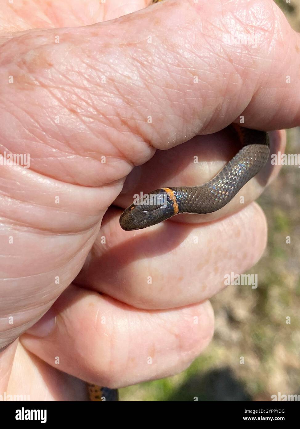 Prairie Ringneck Snake (Diadophis punctatus arnyi Stock Photo - Alamy