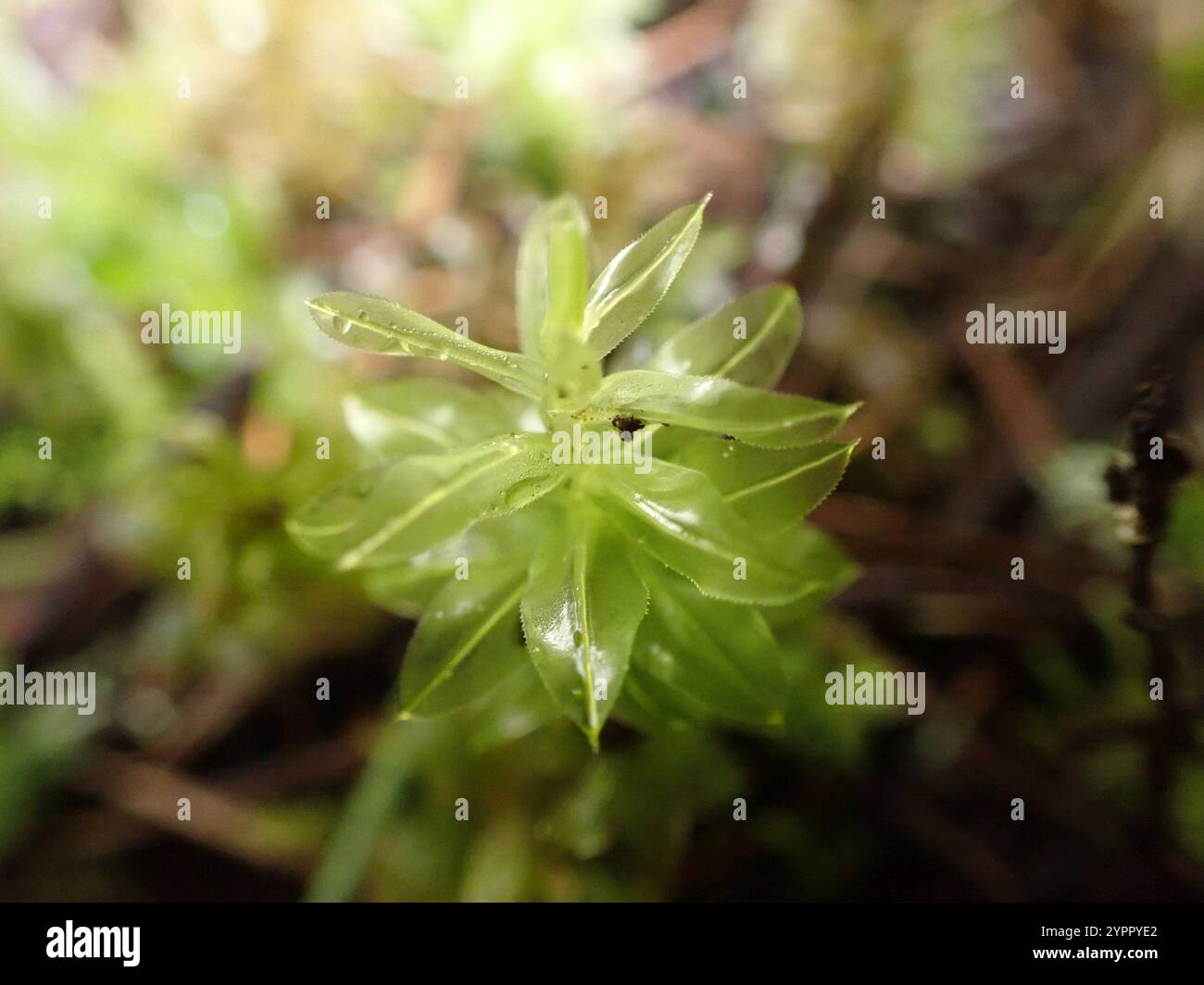 Badge Moss (Plagiomnium insigne Stock Photo - Alamy