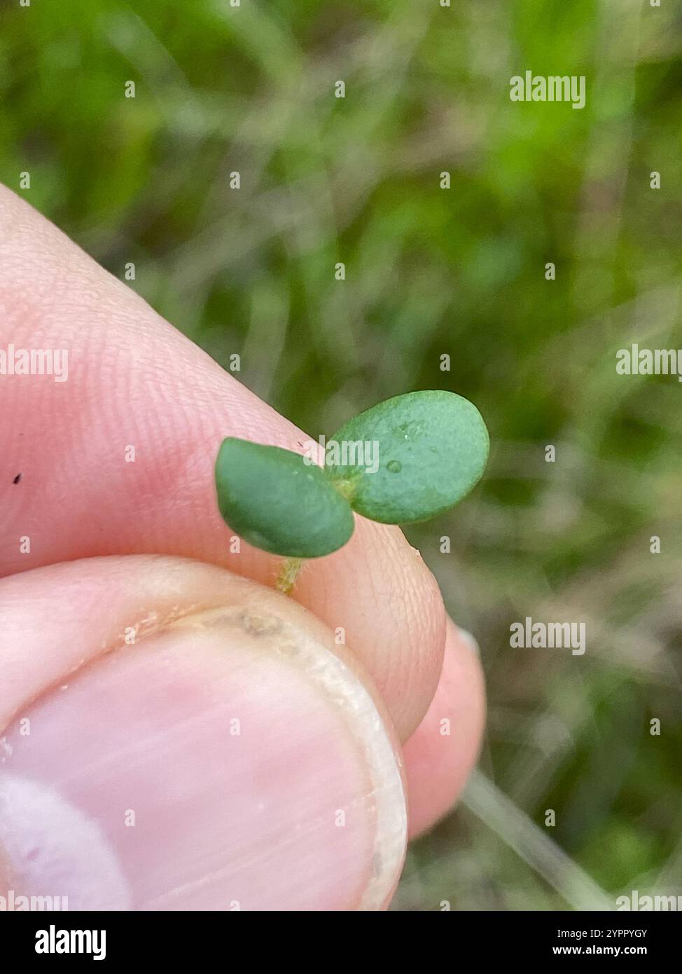 elliptical rushfoil (Croton michauxii ellipticus Stock Photo - Alamy