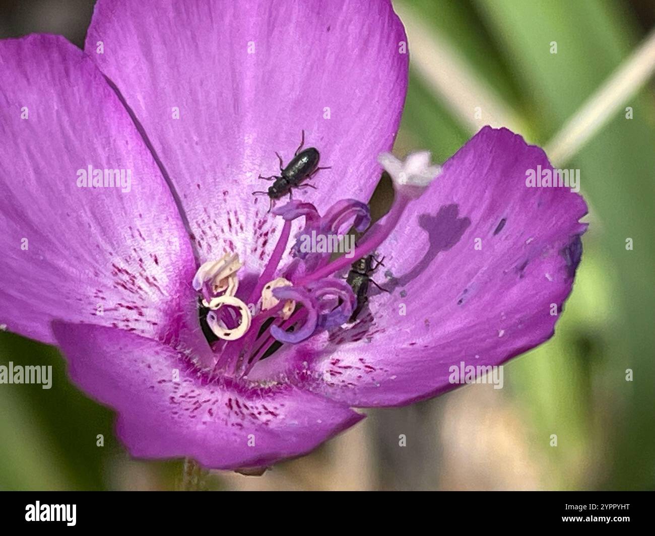 Lewis' Clarkia (Clarkia lewisii Stock Photo - Alamy