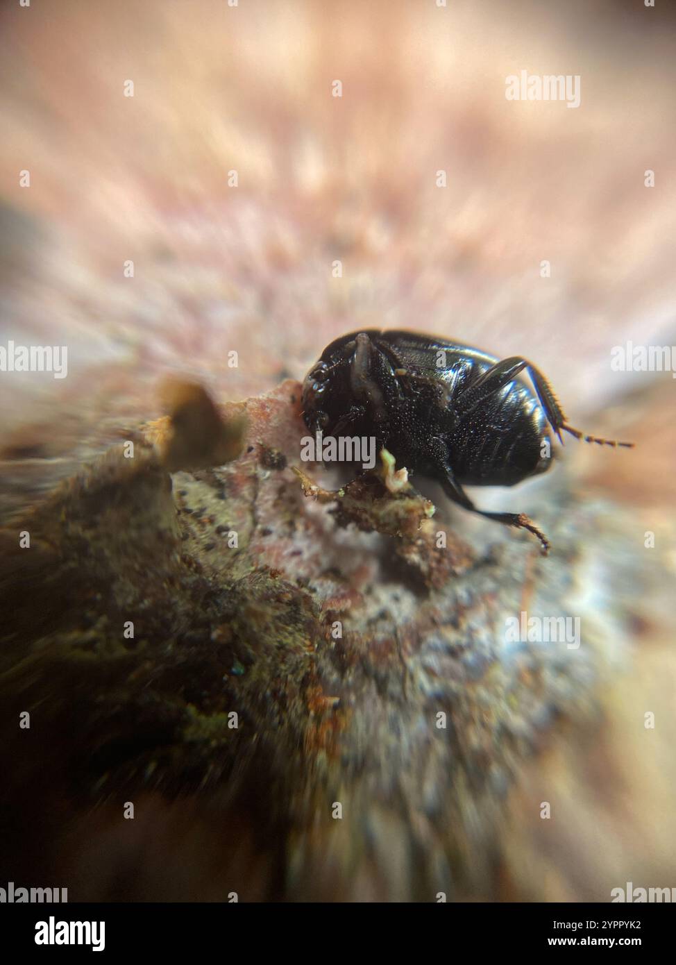 Phaedon hi-res stock photography and images - Alamy