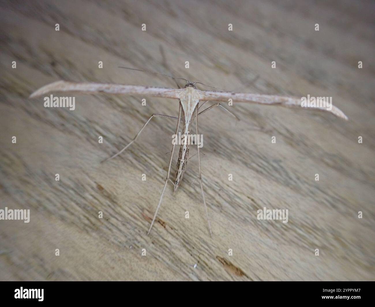 Morning-glory Plume Moth (Emmelina monodactyla Stock Photo - Alamy