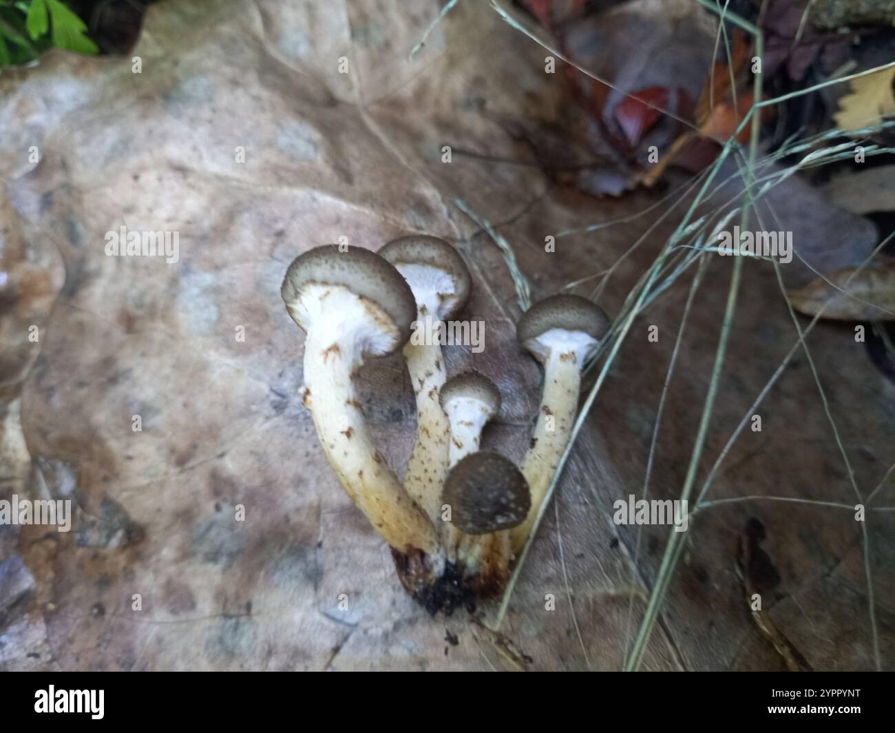 Austral Honey Mushroom (Armillaria novae-zelandiae Stock Photo - Alamy