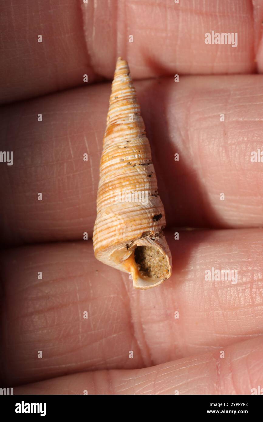 Common Tower Shell (Turritellinella tricarinata Stock Photo - Alamy
